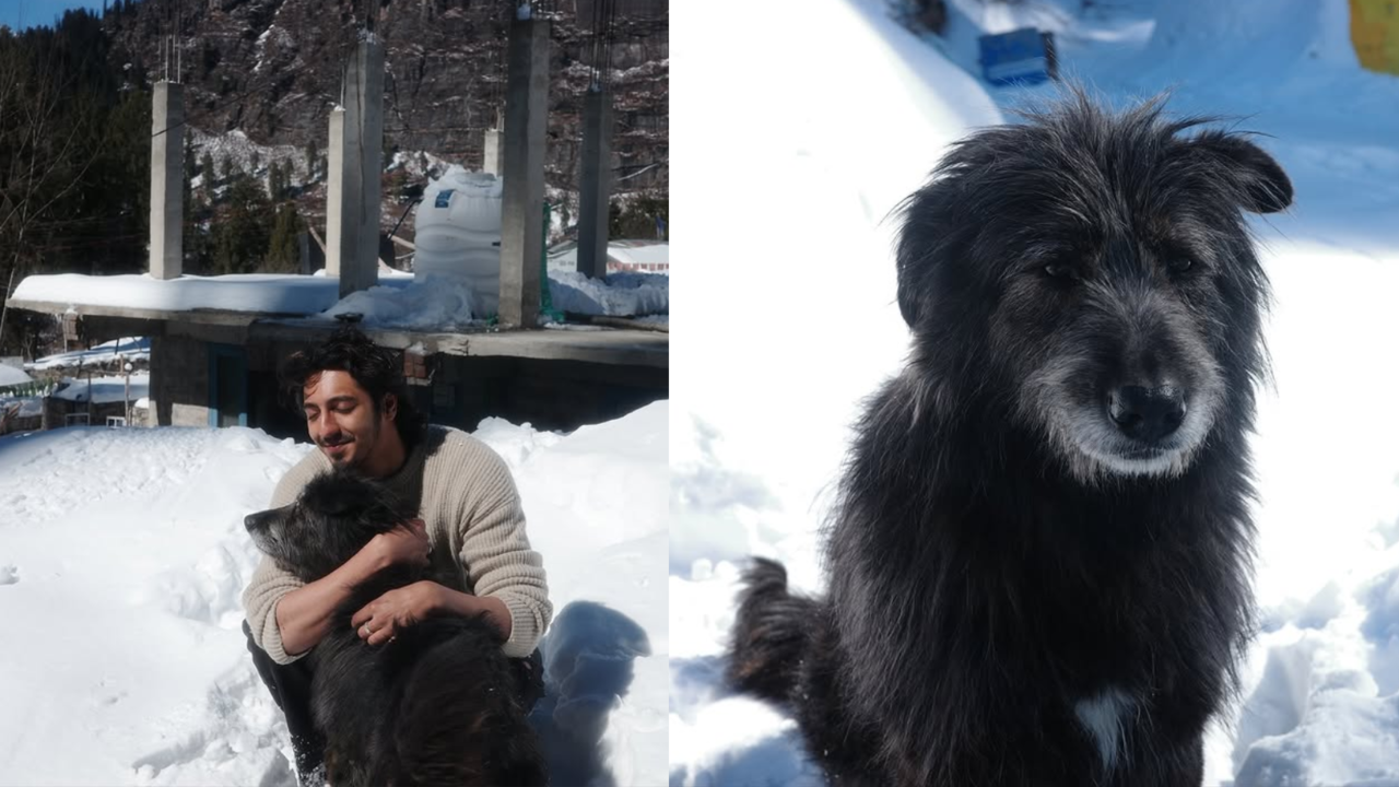 Ahaan Panday Shares Adorable Photos of His 'New Companion'; Be Sure to ...