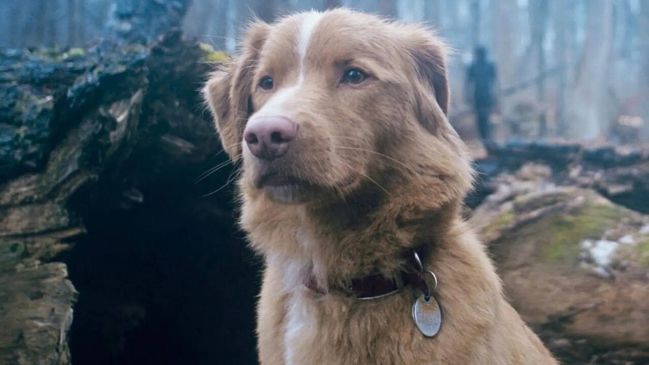 Indy the Dog, a good boy, urges the Oscars to recognize animal ...