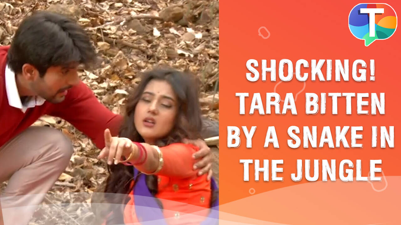 Dhruv Tara update: Tara gets BITTEN by a snake in the jungle; Dhruv to ...